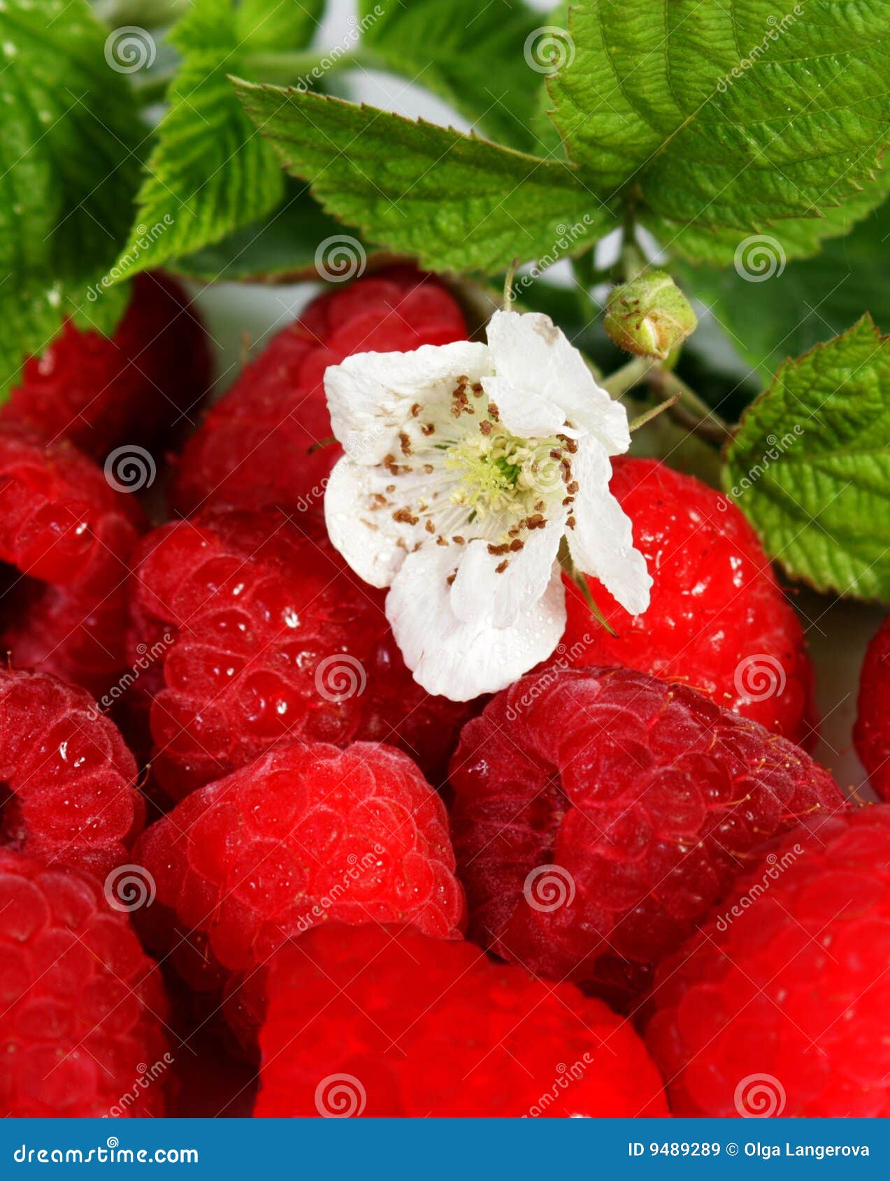 Ripe Red Raspberry stock image. Image of color, nature - 9489289
