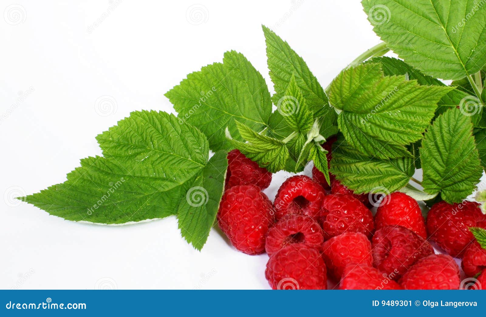 Ripe Red Raspberry stock image. Image of juicy, macro - 9489301
