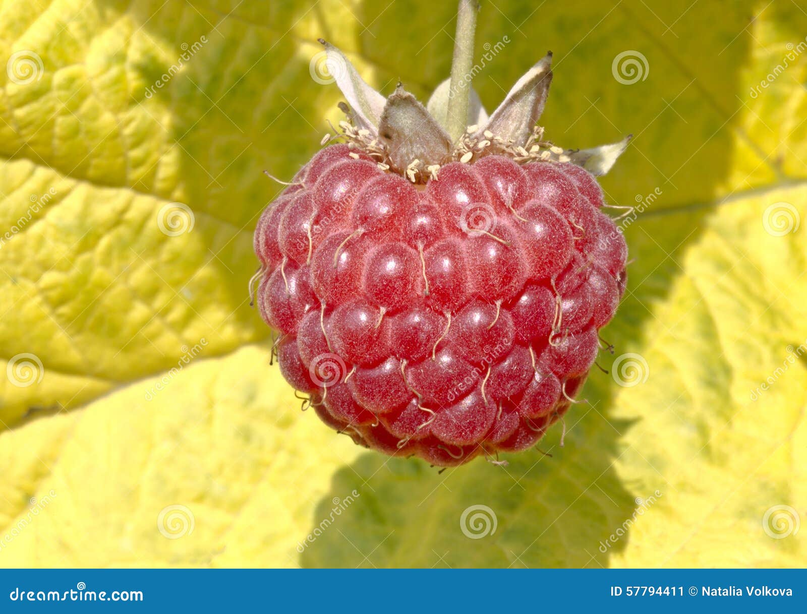 Ripe Red Raspberry on a Background of Leaves Stock Image - Image of ...