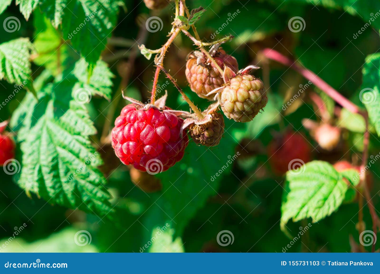 Ripe Red Raspberry Berry on the Bush. Wild Raspberries Stock Image ...