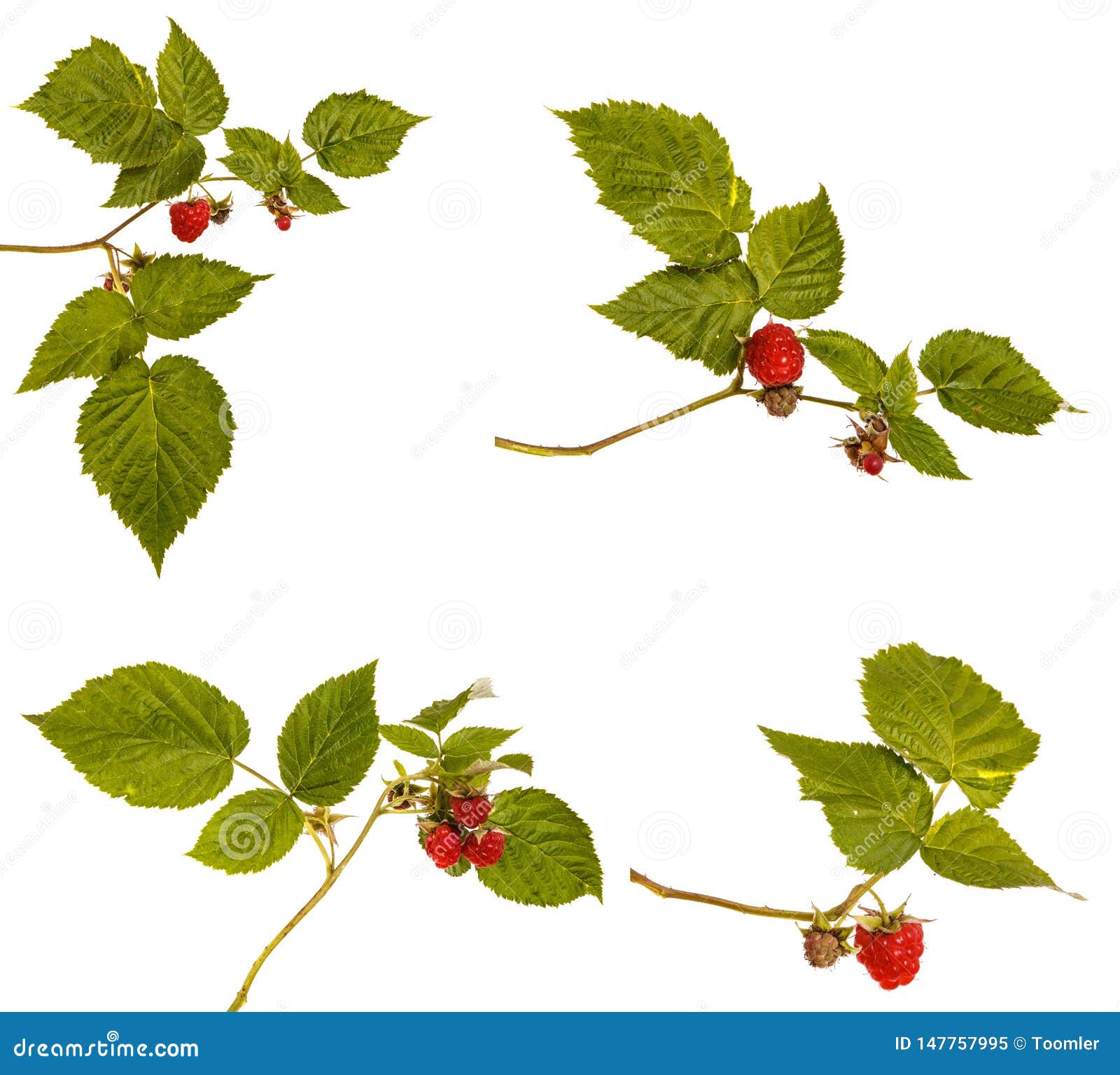Ripe Red Raspberry on a Branch. Isolated on White. Set Stock Image ...