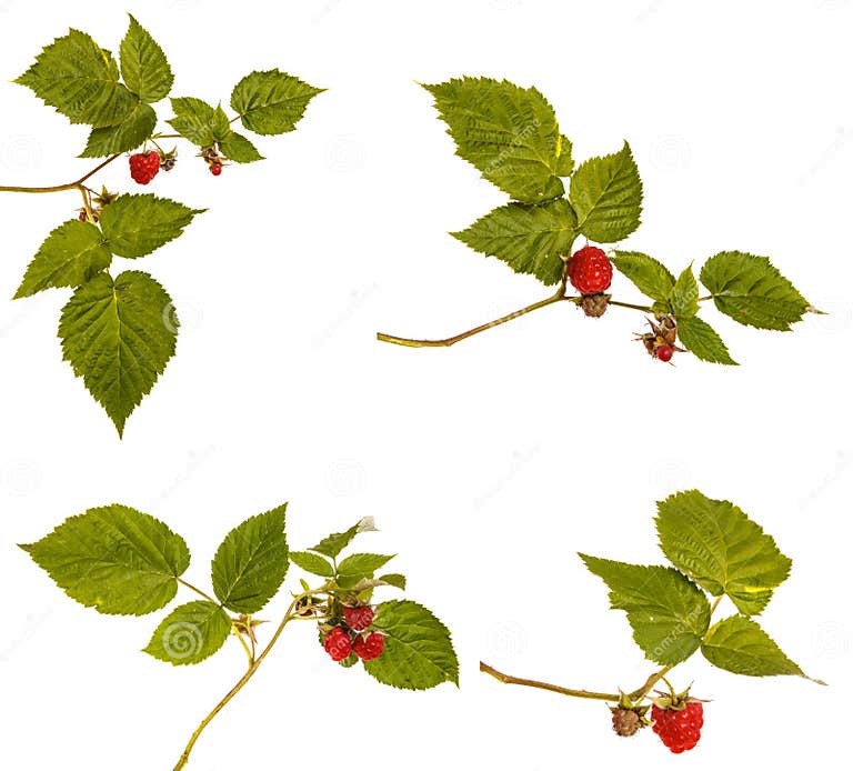 Ripe Red Raspberry on a Branch. Isolated on White. Set Stock Image ...