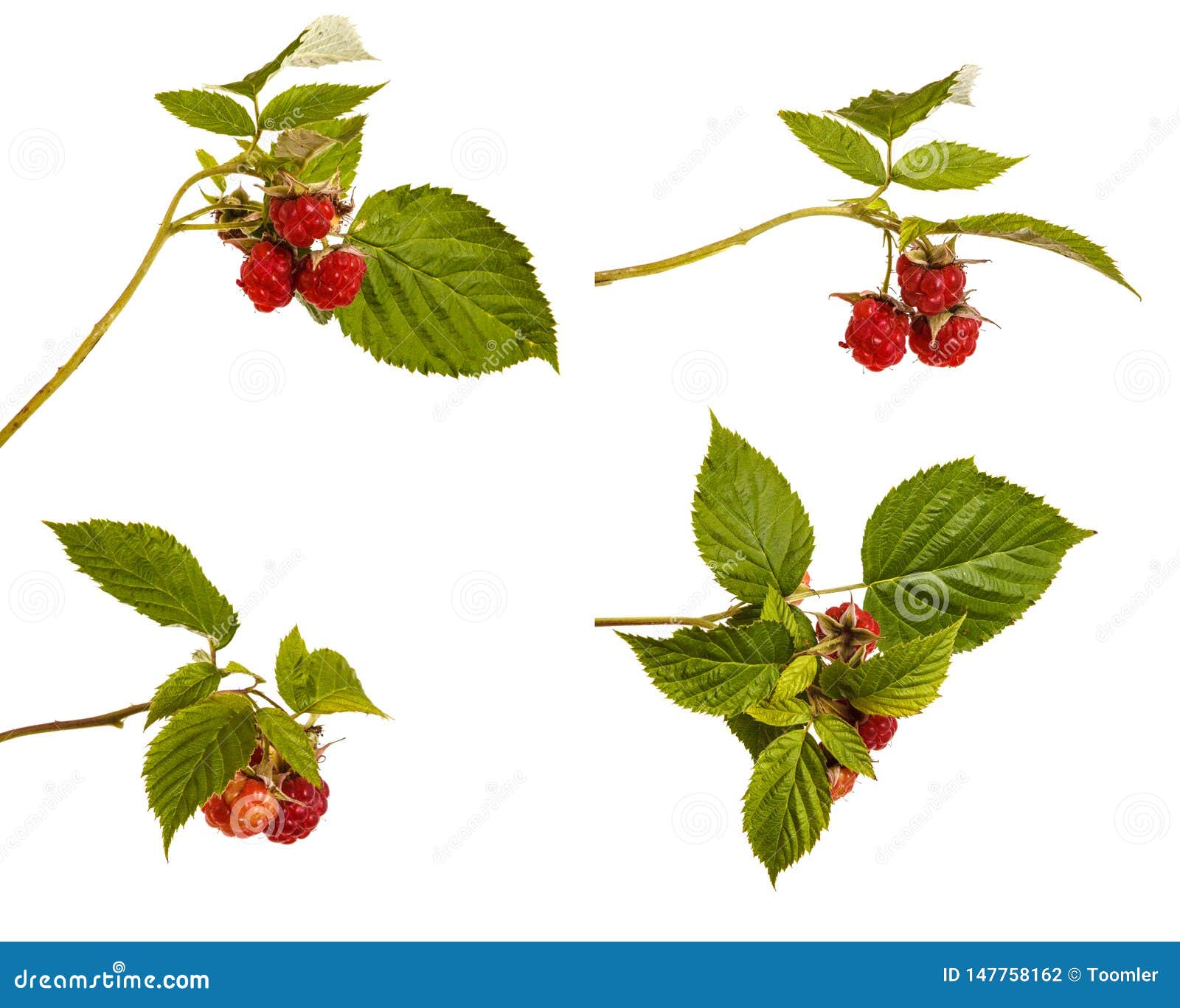 Ripe Red Raspberry on a Branch. Isolated on White. Set Stock Photo ...