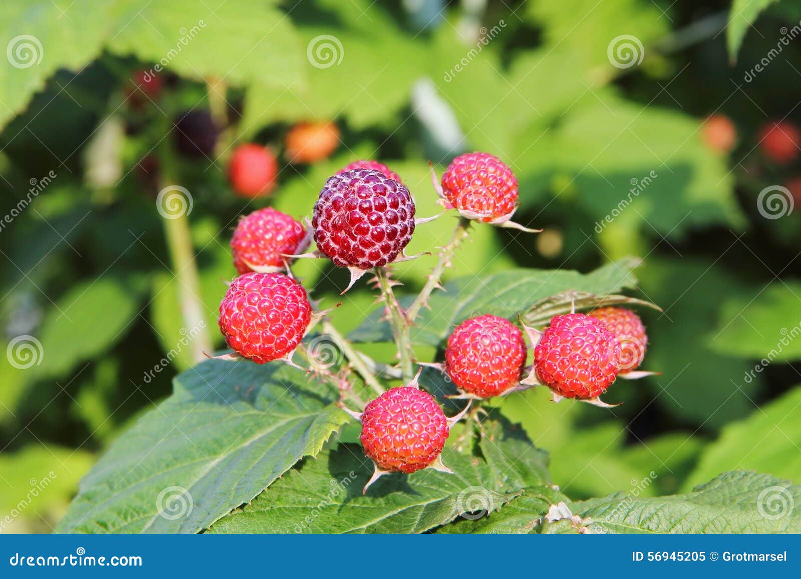 Ripe Red Raspberry in Garden. Stock Image - Image of fresh, berries ...