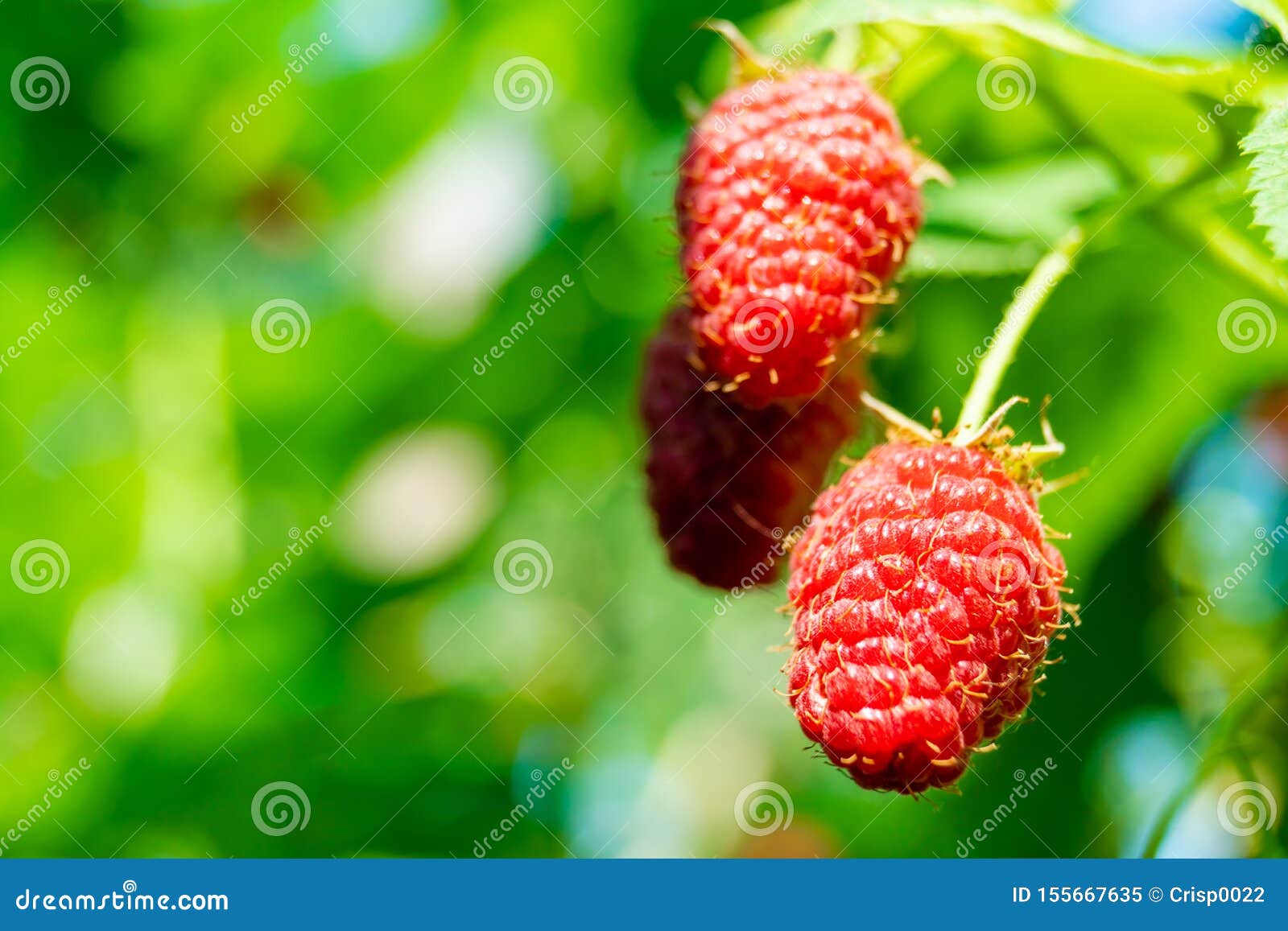 Ripe Red Raspberry Growing On A Bush Stock Image Image Of Diet