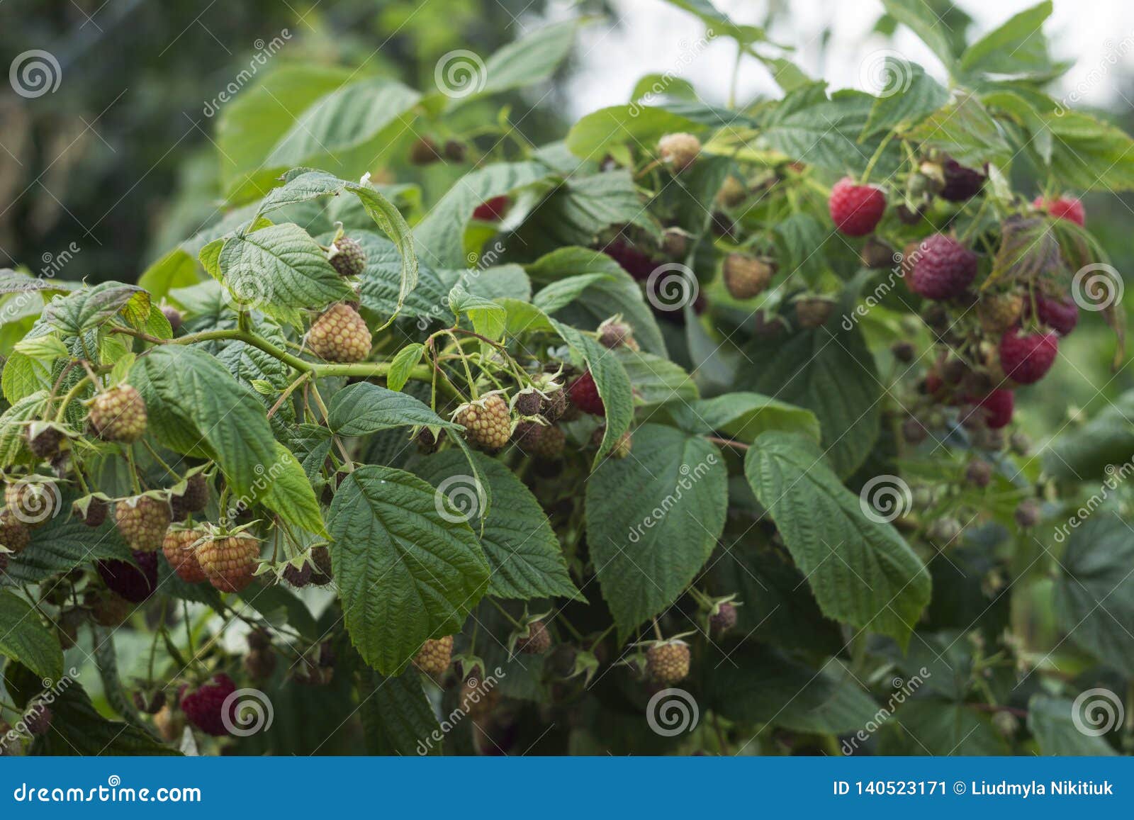 Ripe Red Raspberry Grows In The Garden Useful Fruit Berry Bush