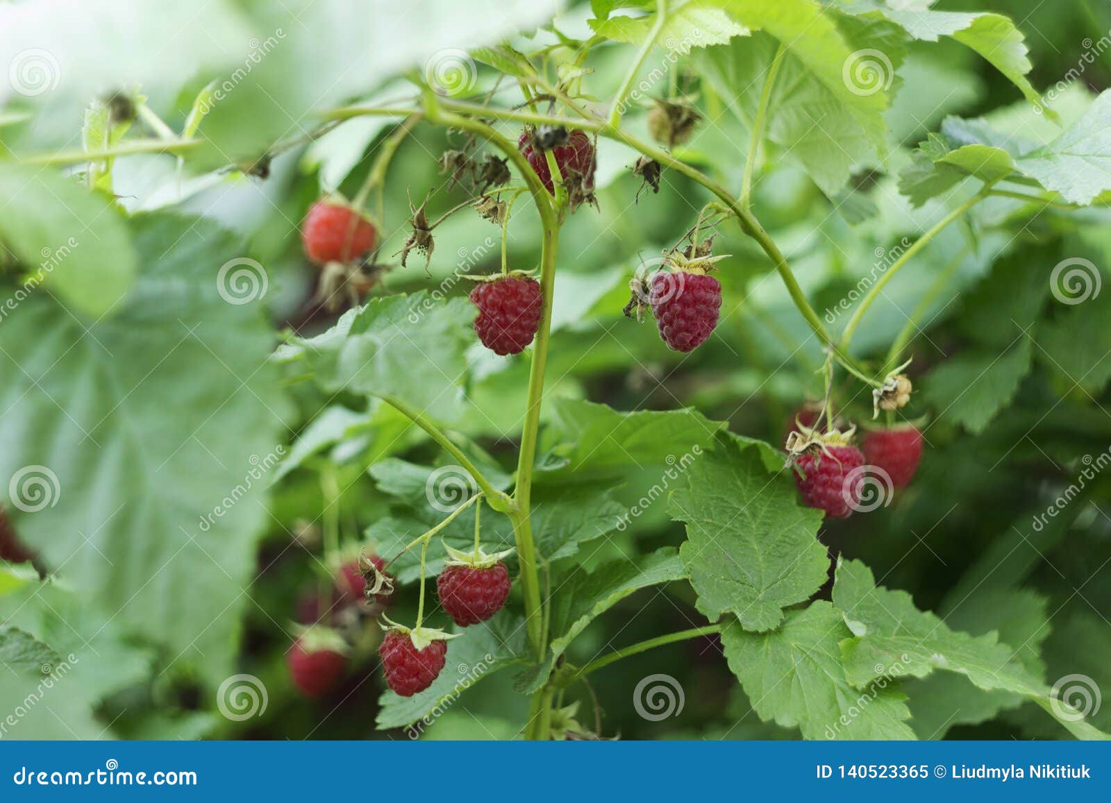 Ripe Red Raspberry Grows In The Garden Useful Fruit Berry Bush