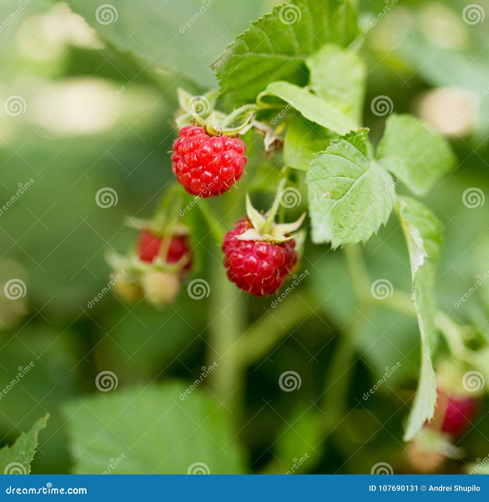 Ripe Red Raspberry in Nature Stock Image - Image of raspberry, season ...