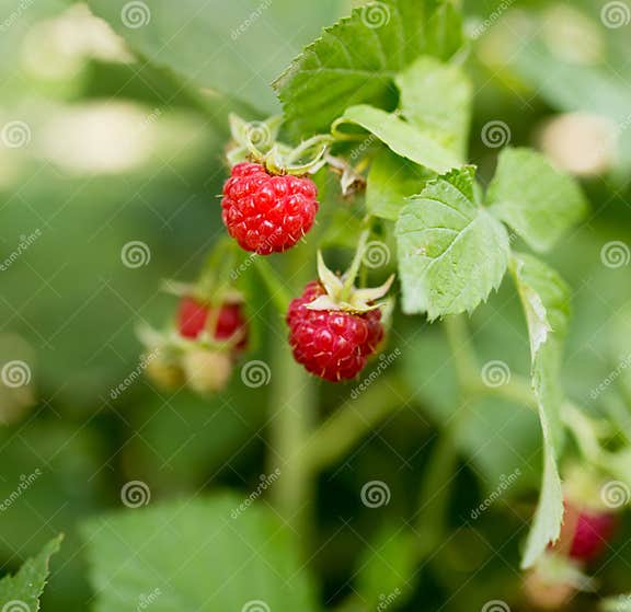 Ripe Red Raspberry in Nature Stock Image - Image of raspberry, season ...