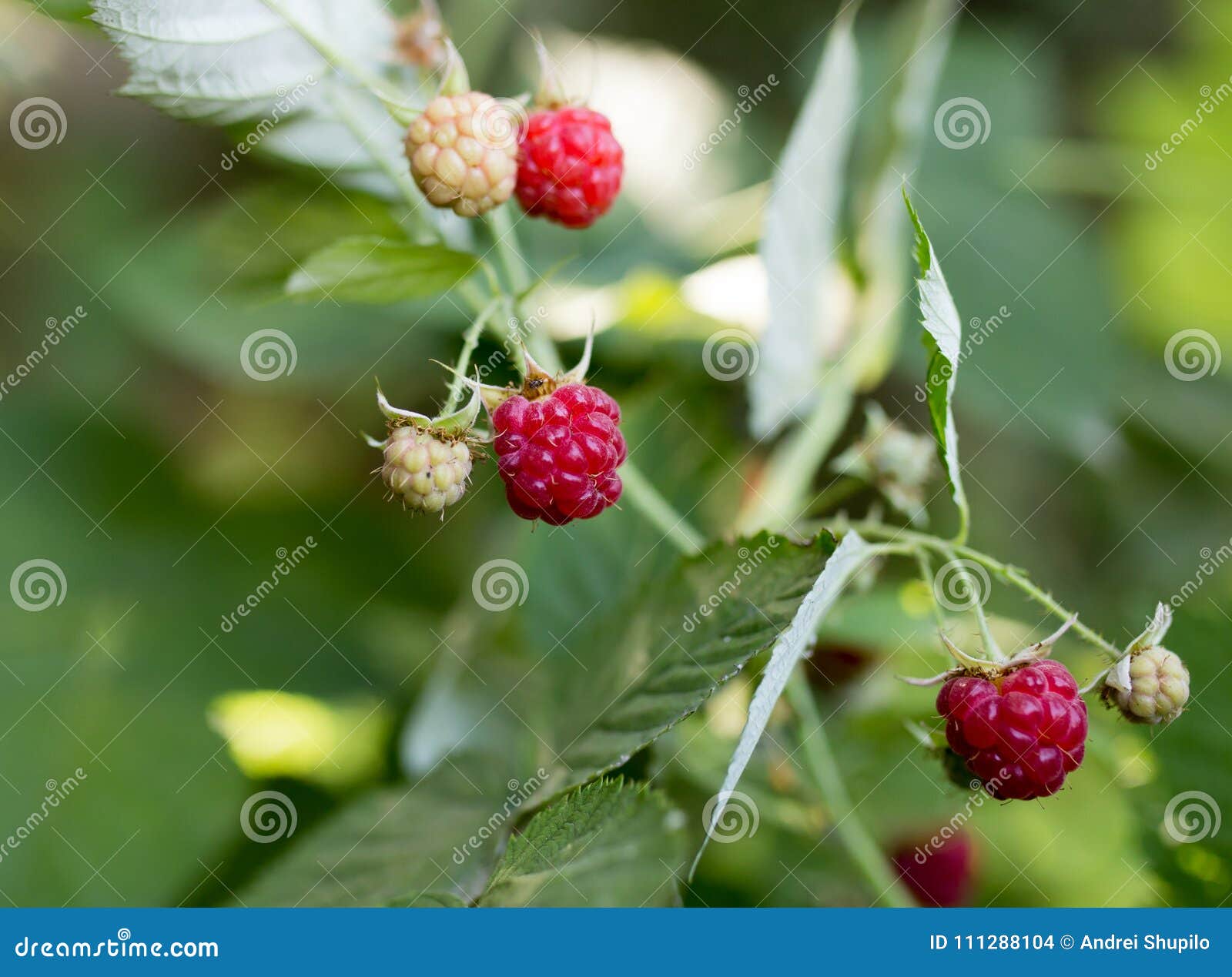 Ripe Red Raspberry in Nature Stock Photo - Image of raspberries, season ...