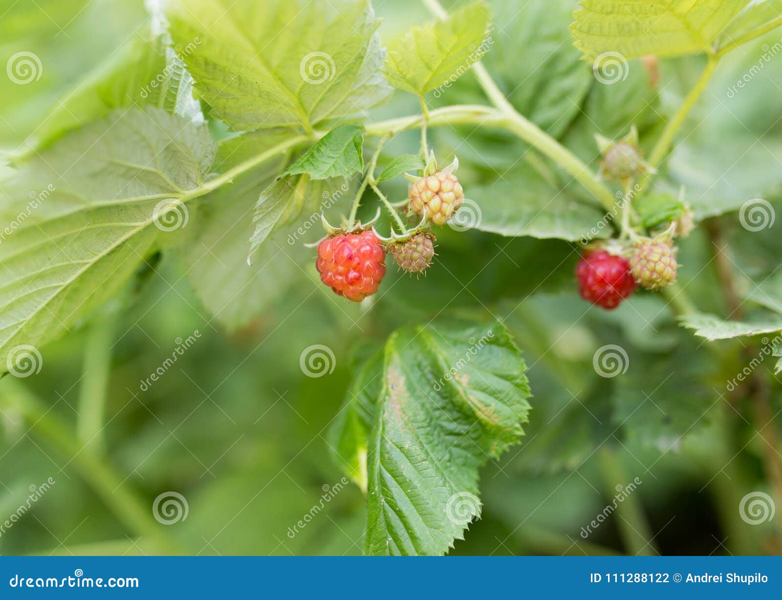Ripe Red Raspberry in Nature Stock Photo - Image of food, fresh: 111288122