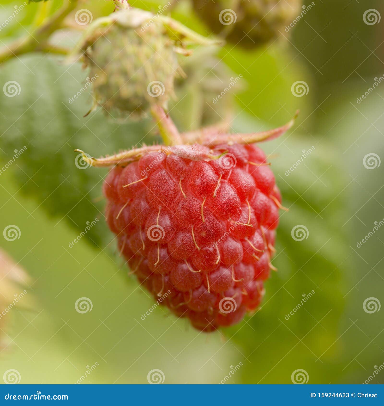 Ripe red raspberry stock image. Image of ripe, outdoors - 159244633