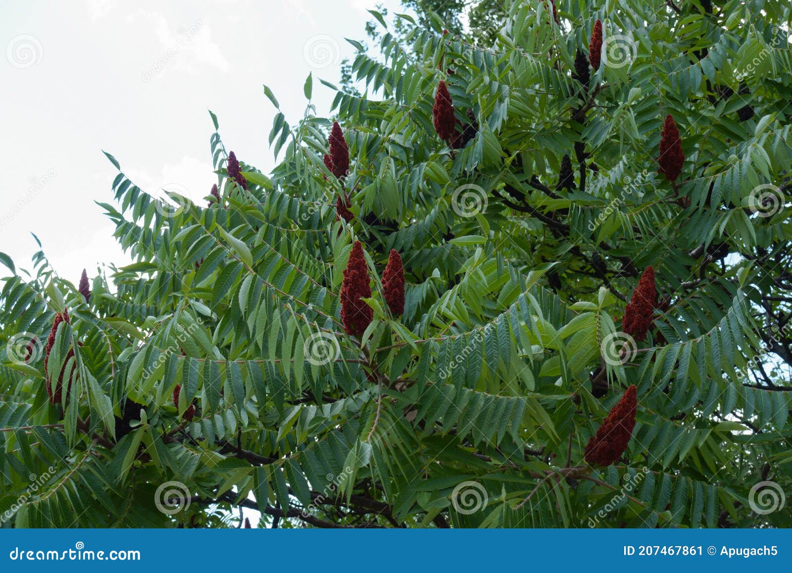 Ripe Red Seeds in the Leafage of Vinegar Tree Stock Image - Image of ...