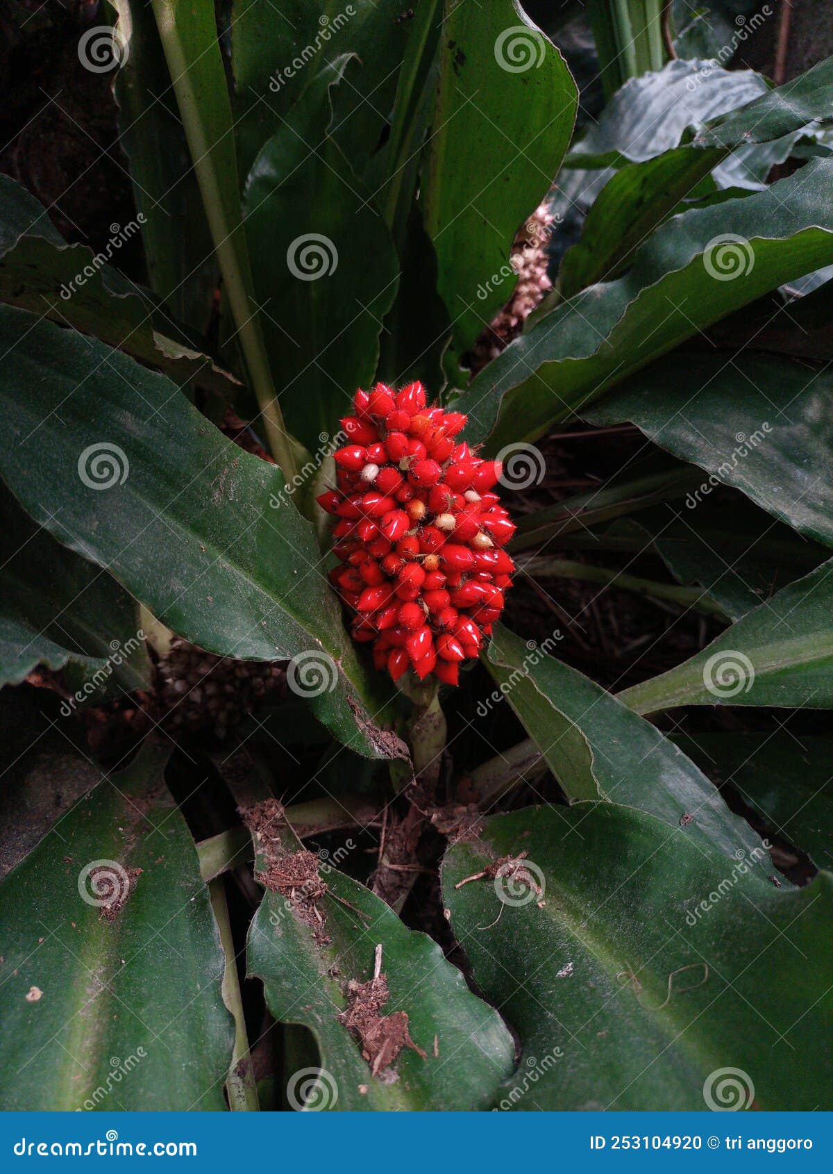 Ripe Red Seeds and Ready To Harvest Stock Photo - Image of branch ...