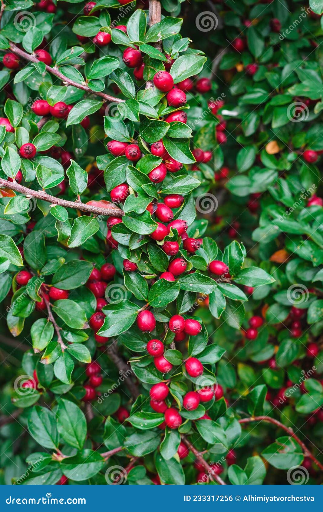 Ripe Red Shiny Berries Cotoneaster Stock Photo - Image of season ...
