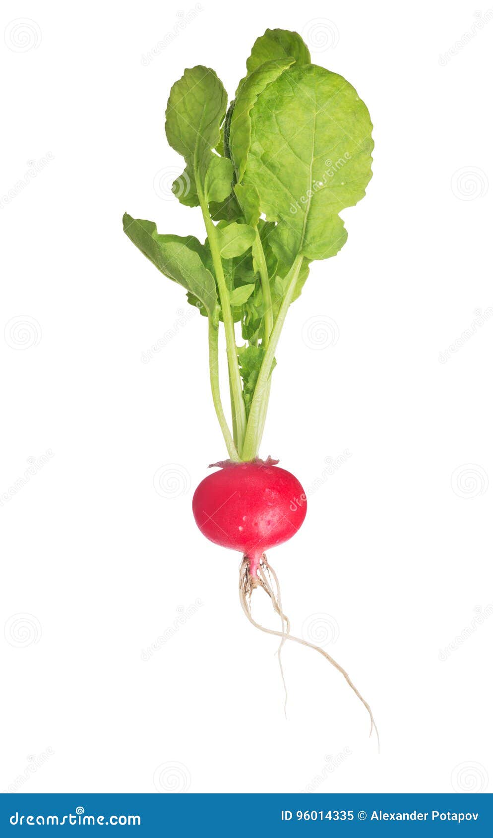 Ripe Red Single Isolated Radish Stock Image - Image of food, plant ...