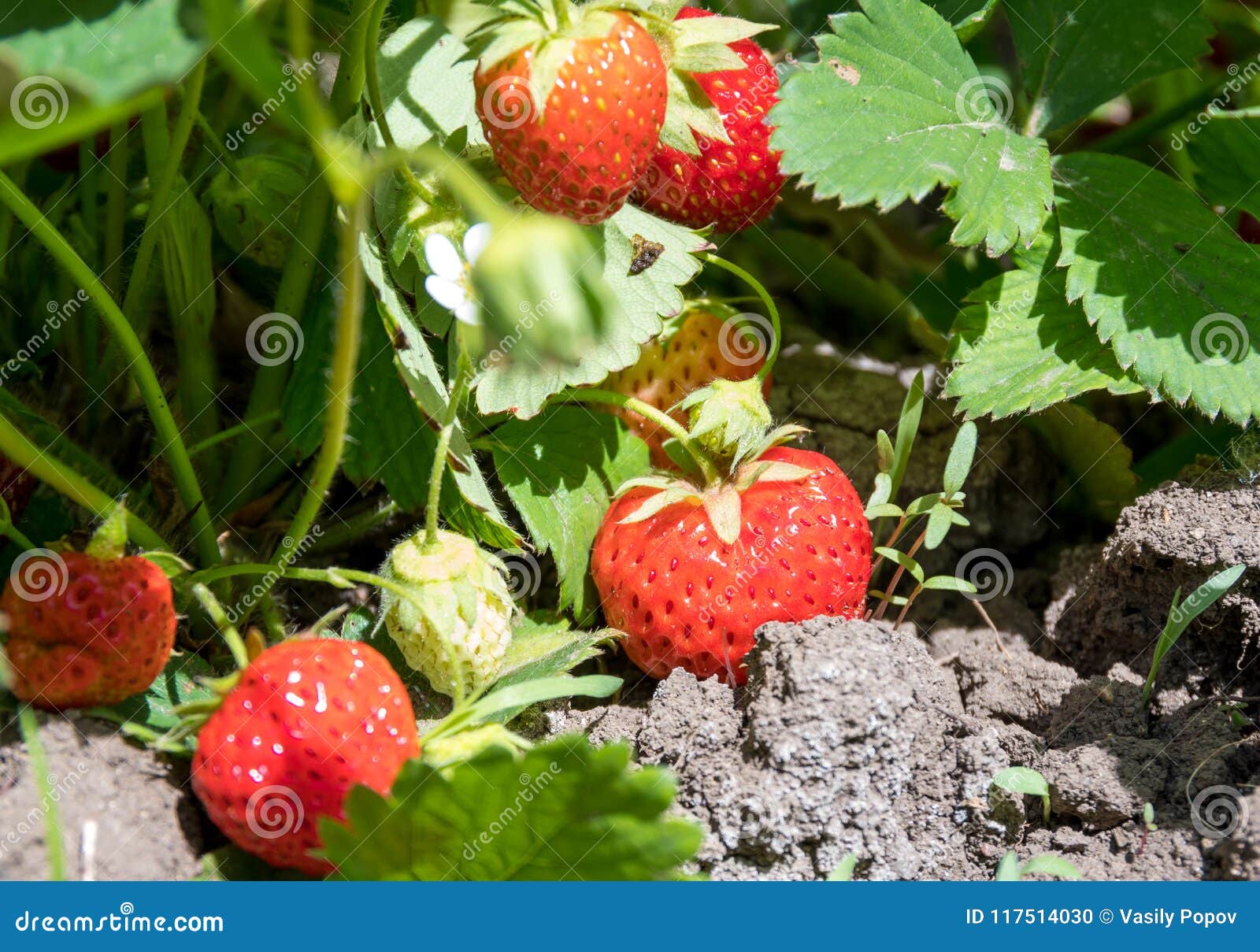 Ripe Red Strawberries Still Not Ripped Off Stock Photo - Image of ...