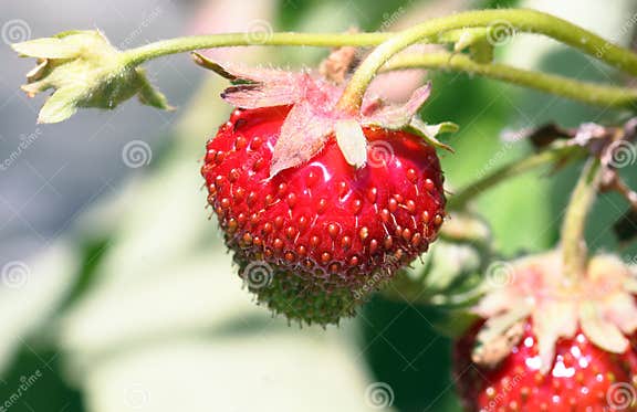 Ripe Red Strawberry stock image. Image of grow, vibrant - 20925589