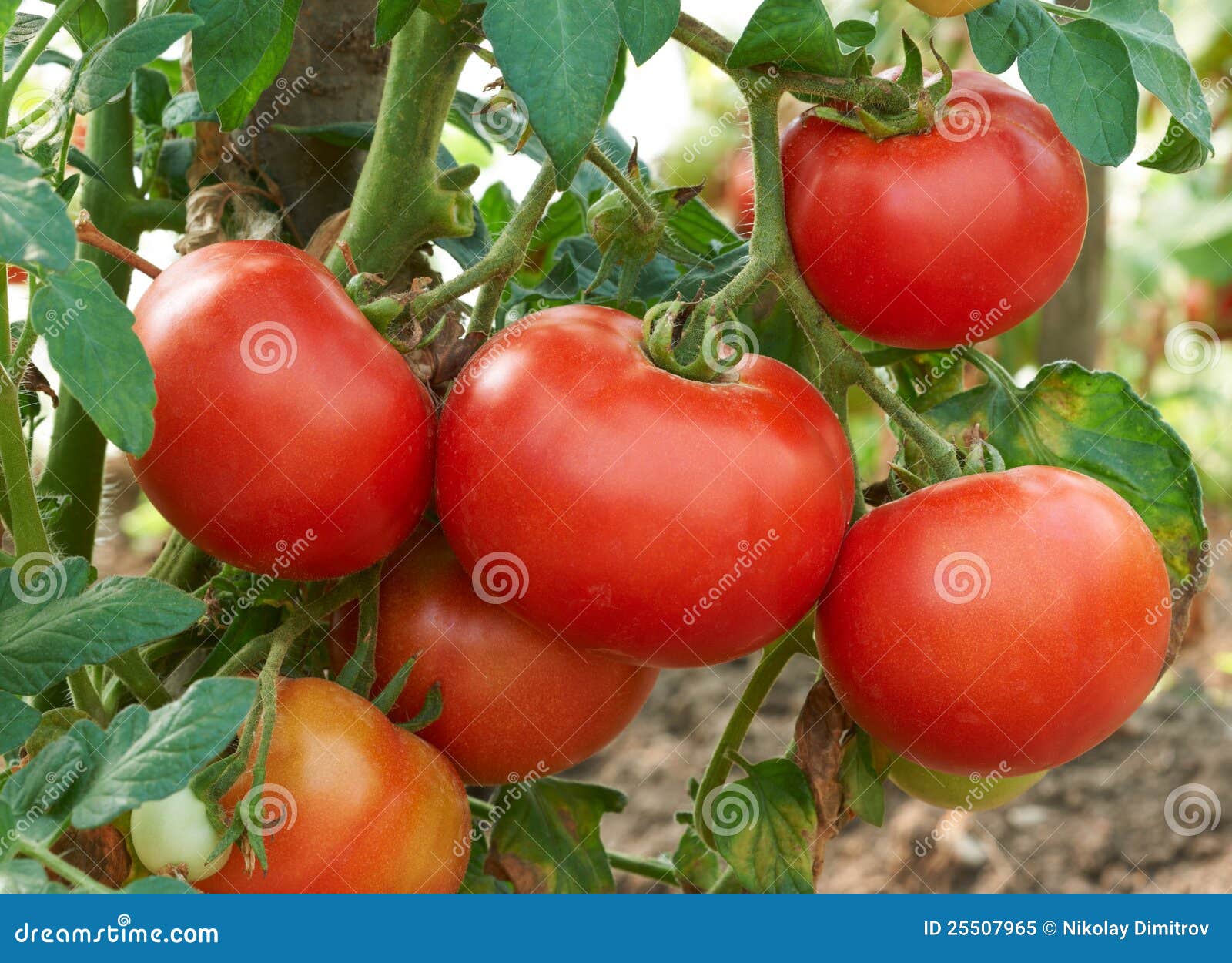Ripe red tomato stock image. Image of gardening, vegetable - 25507965