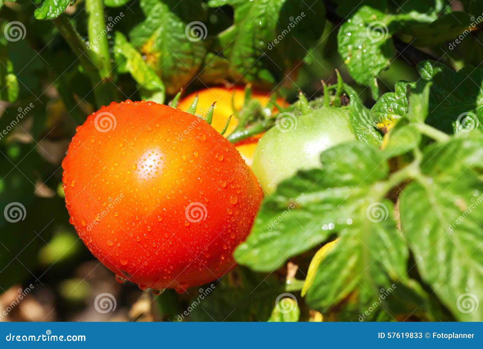 Ripe red tomato stock image. Image of season, growth - 57619833