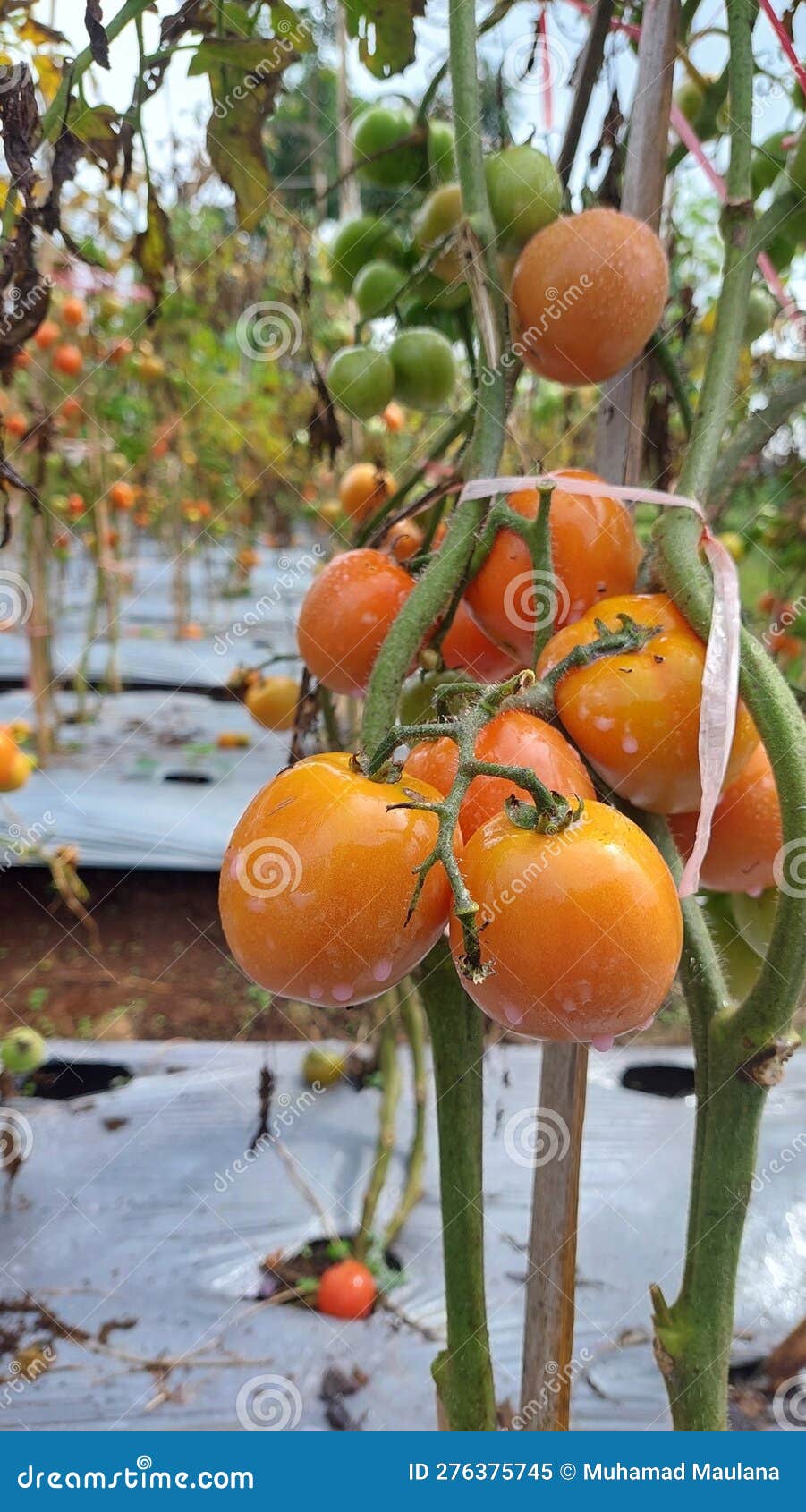 Ripe Red Tomato Fruit Still on the Tree Stock Image - Image of gourd ...