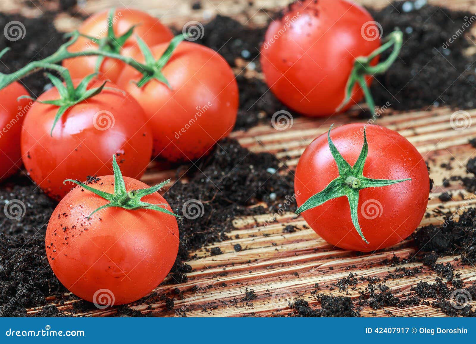 Ripe Red Tomato on the Ground Stock Image - Image of ripe, earth: 42407917