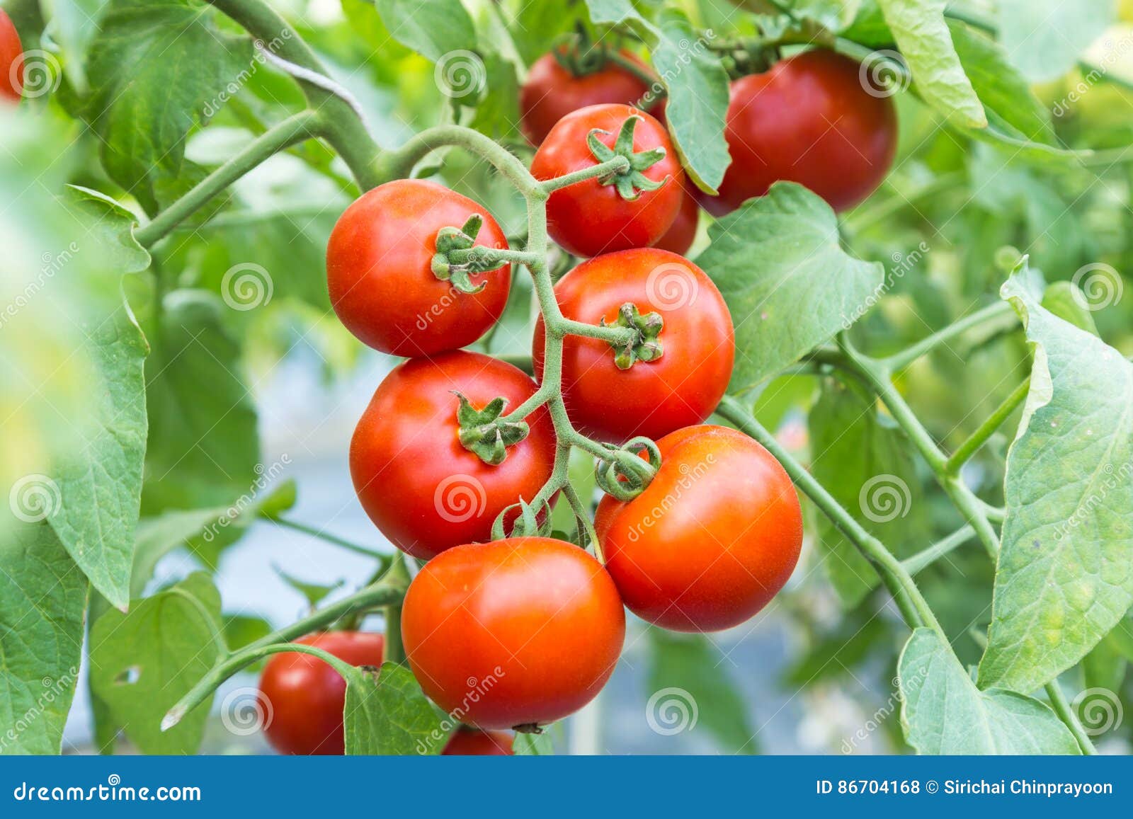 Tomato Field Royalty-Free Stock Photography | CartoonDealer.com #35063285