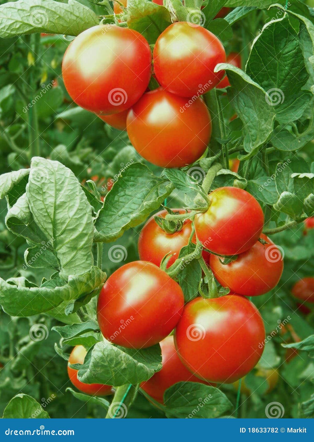 Ripe red tomatoes stock photo. Image of kitchen, nature - 18633782