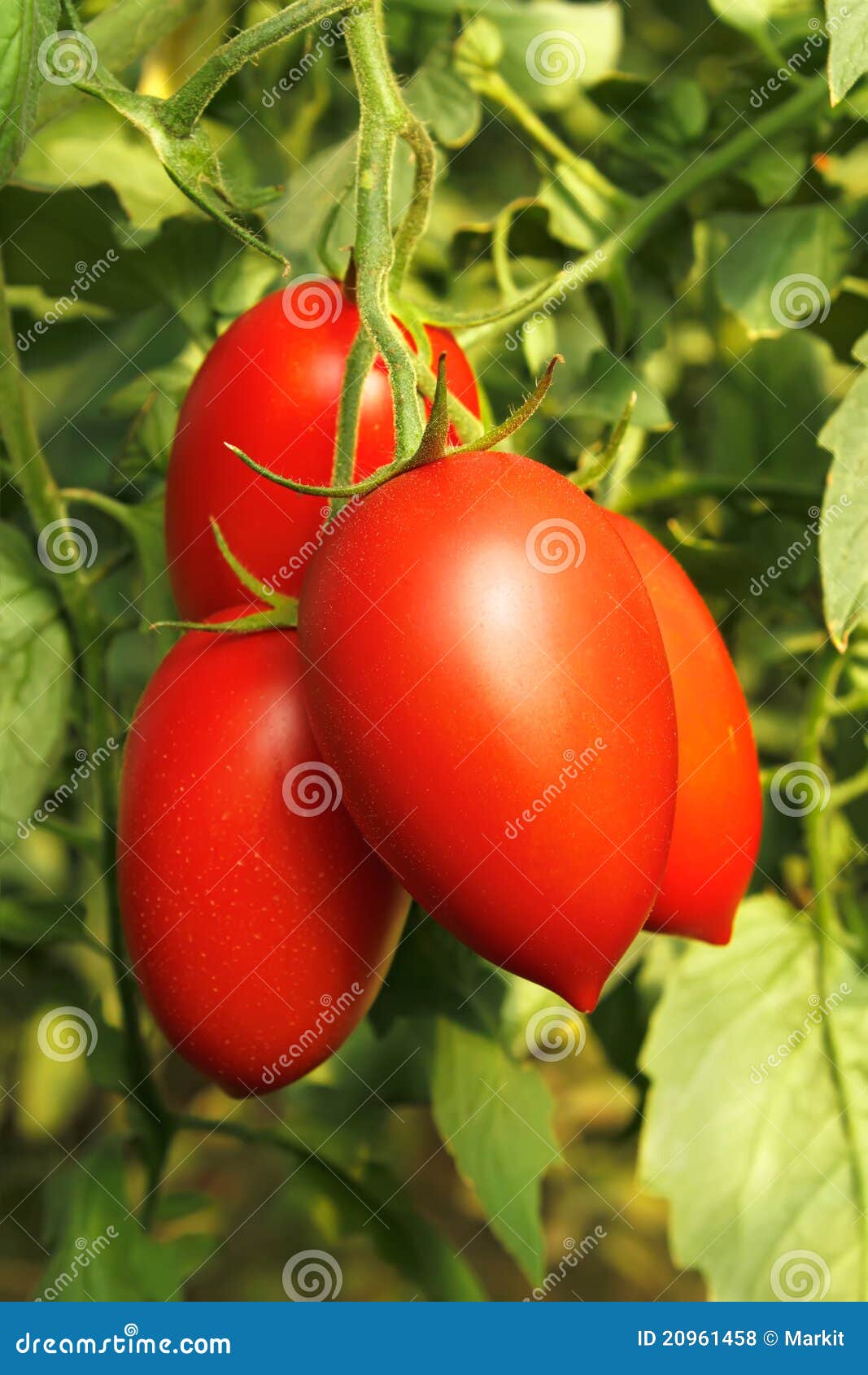 Ripe red tomatoes stock photo. Image of branch, appetite - 20961458