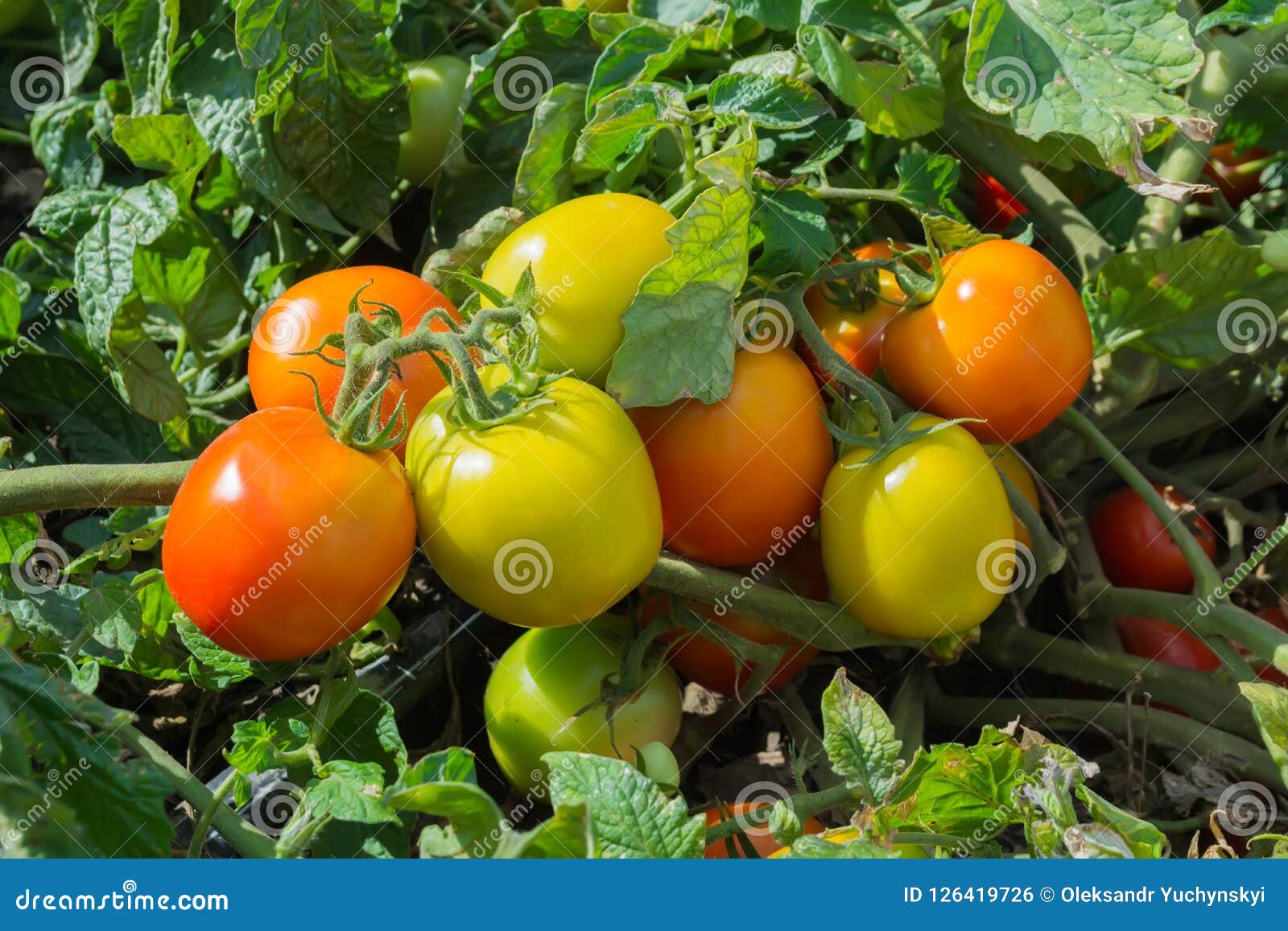 Ripe Red Tomatoes in the Field, Outdoors, during Harvesting Stock Photo ...