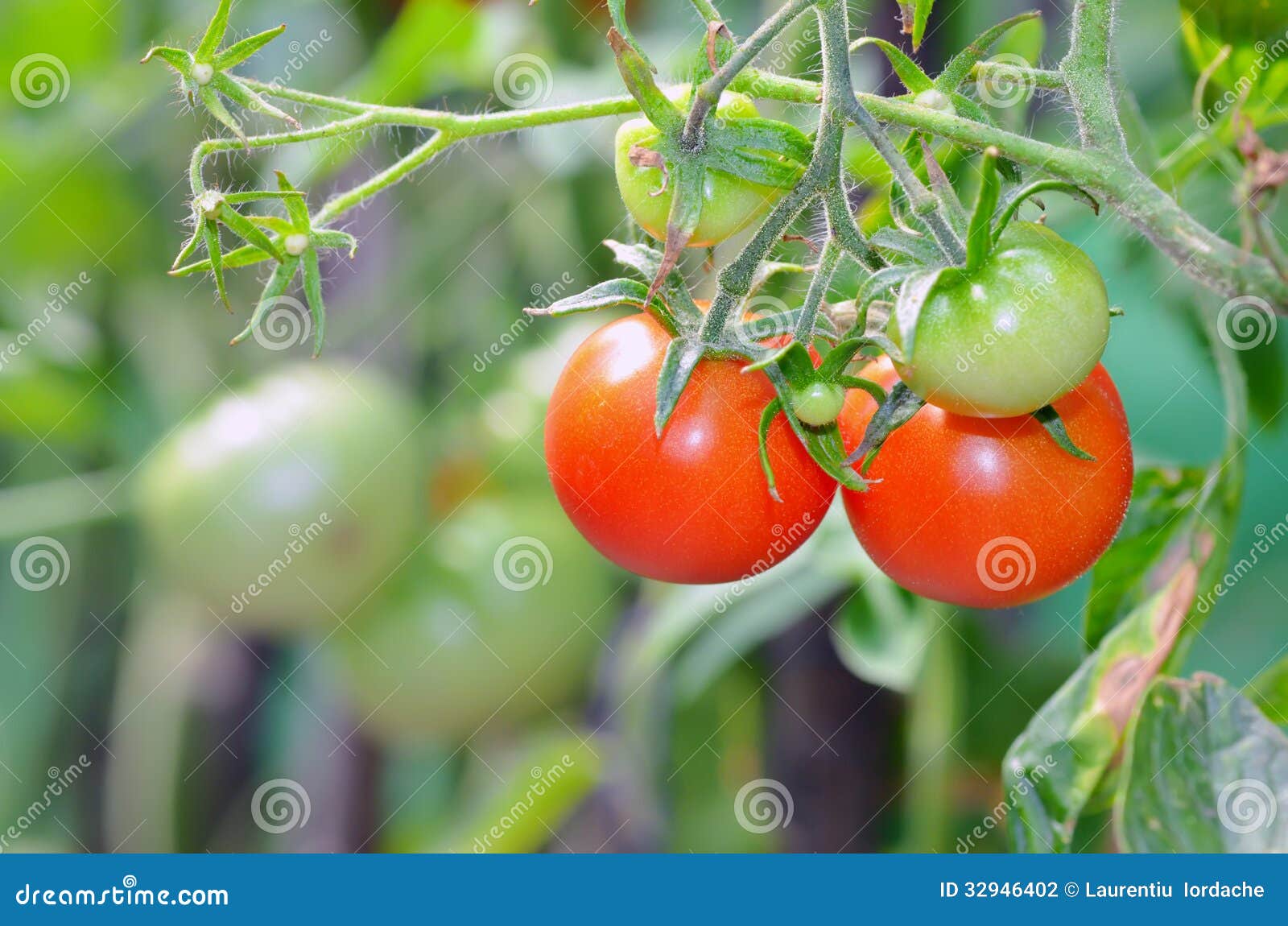 Ripe Red and Unripe Tomatoes Stock Photo - Image of outdoor, plant ...