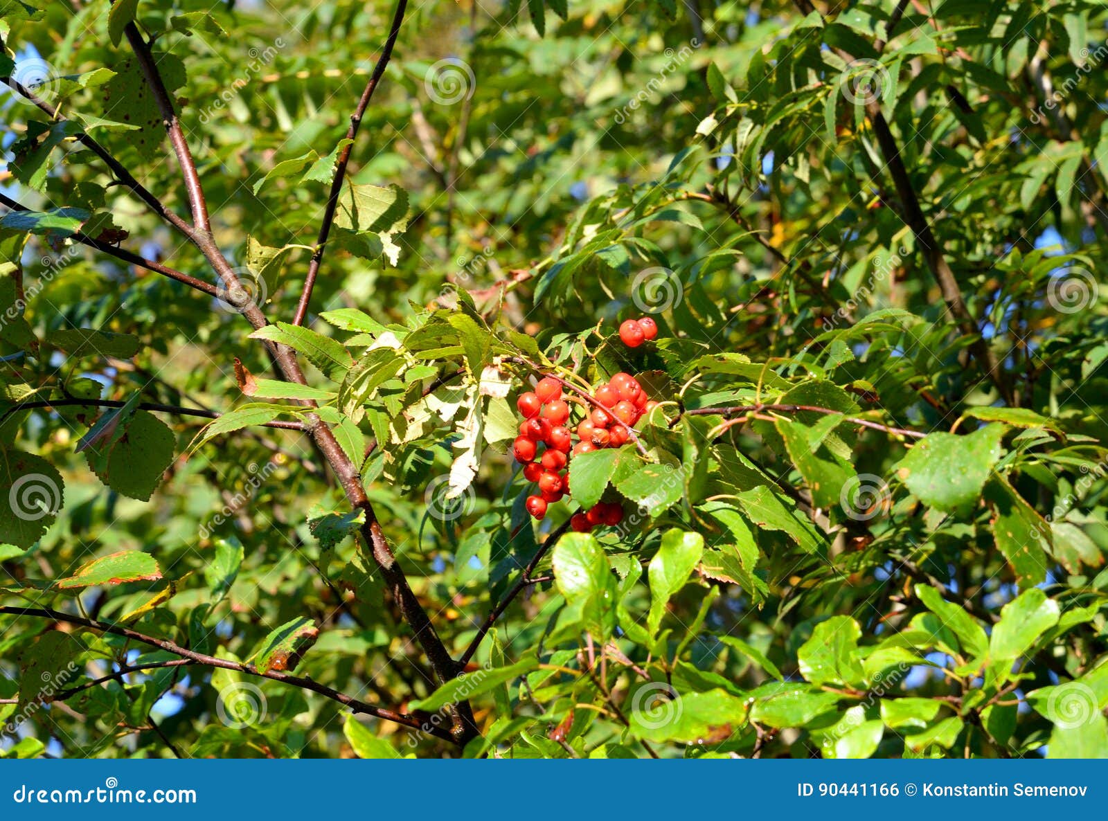 Ripe red wild rowan. stock photo. Image of seeds, flora - 90441166