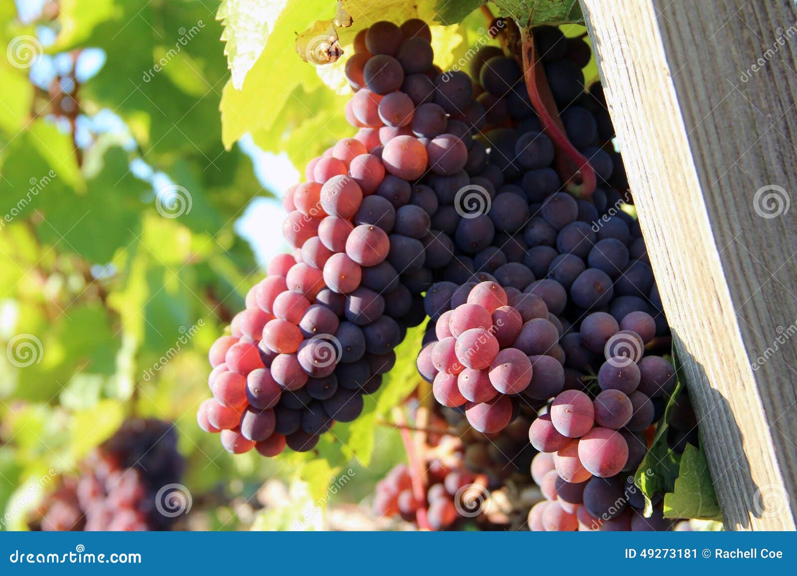 Ripe Red Wine Grapes stock image. Image of grigio, oregon - 49273181