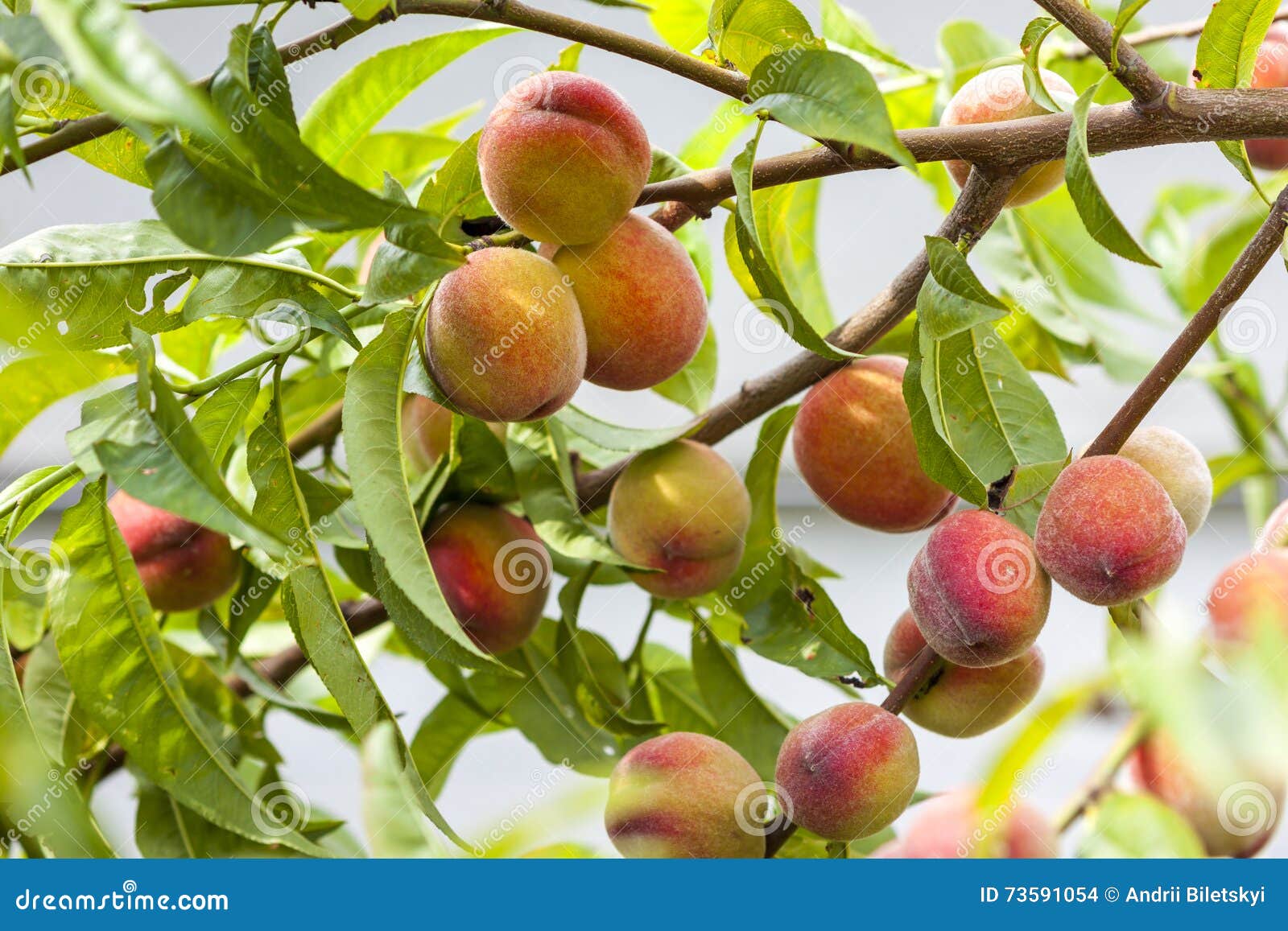 Ripe Red and Yellow Peaches on Branch Stock Photo - Image of eating ...