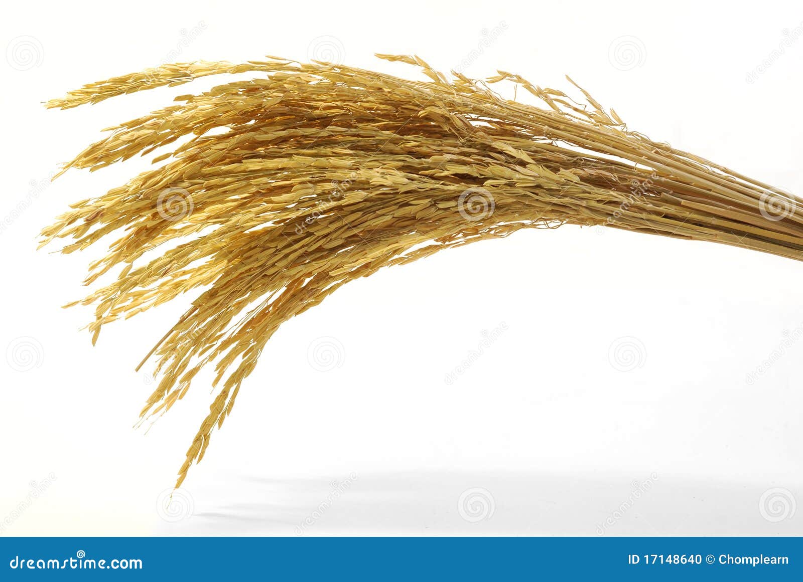 Ripe rice stock photo. Image of seed, branch, rice, organic - 17148640