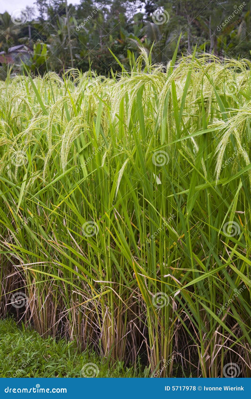 Ripe rice stock photo. Image of water, rice, grain, plants - 5717978