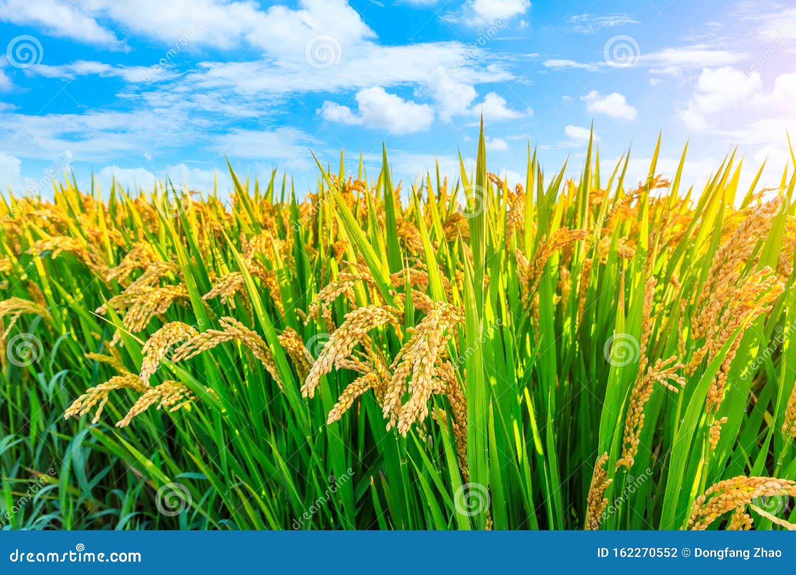 Ripe Rice and Beautiful Sky Stock Photo - Image of economy, grow: 162270552