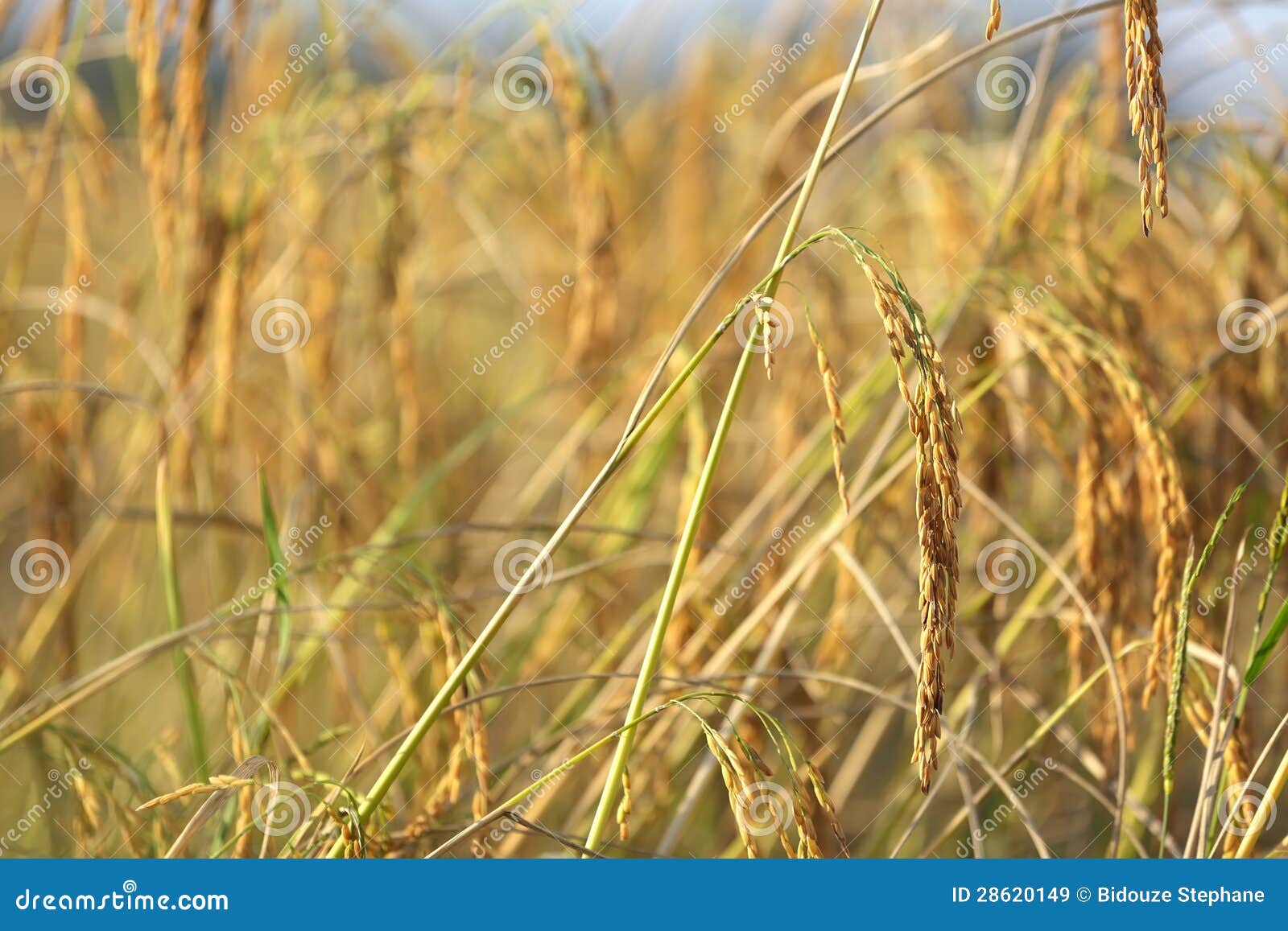 Ripe rice detail stock image. Image of plantation, yellow - 28620149