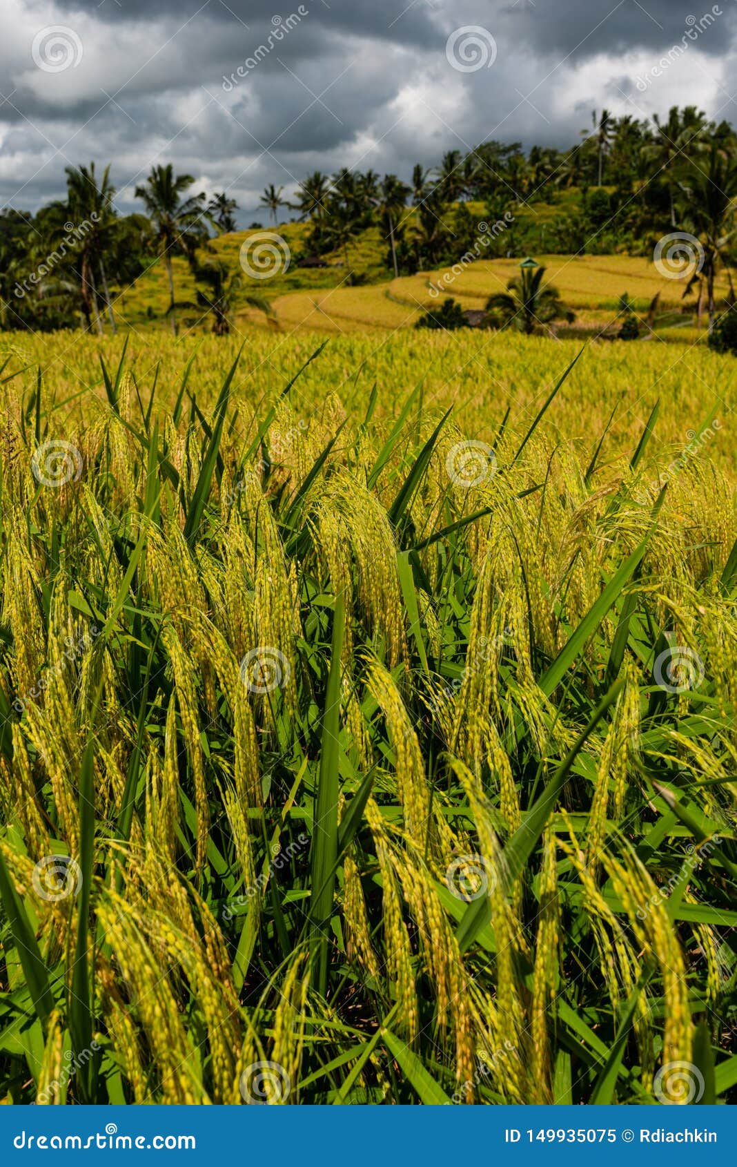 Ripe Rice Ears Close Up. Rice Terraces Landscape. Stock Image - Image ...