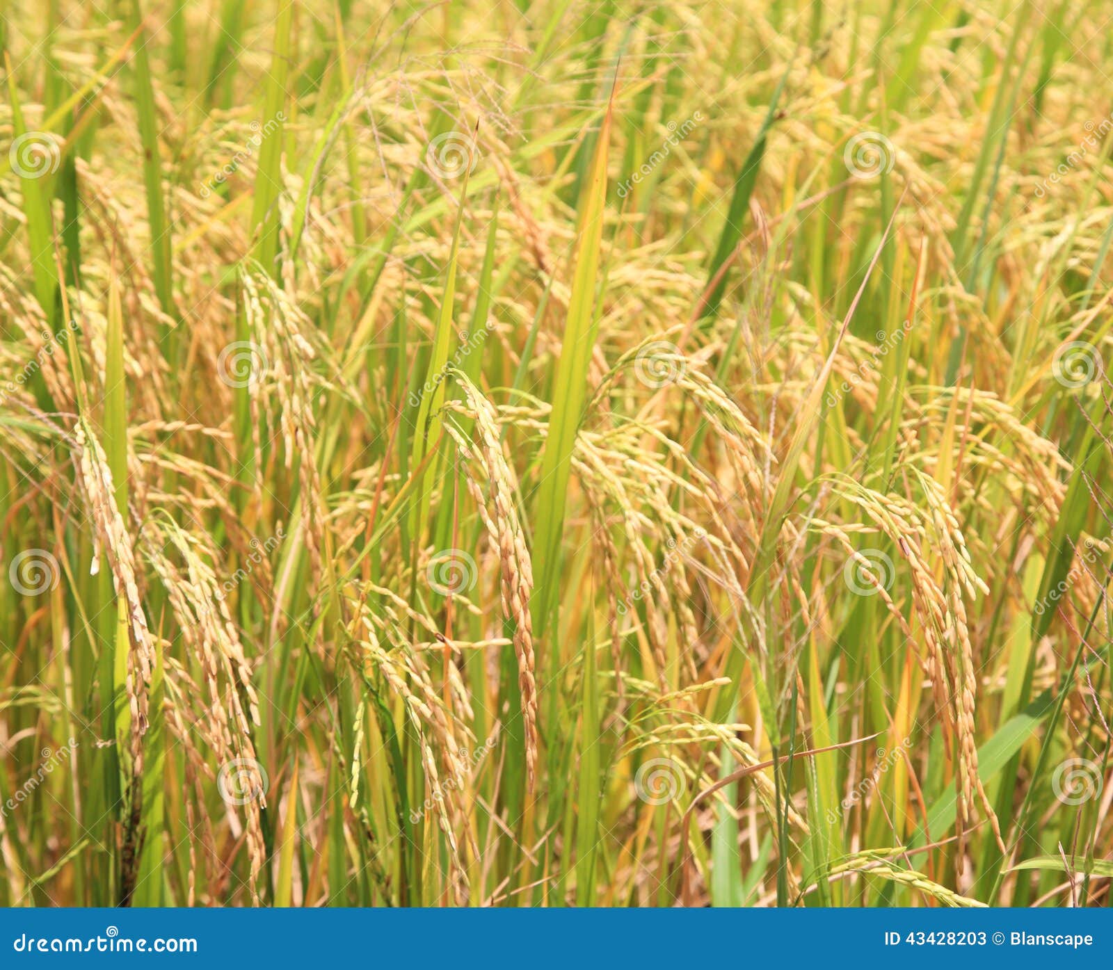 Ripe rice farm stock image. Image of harvest, cultivate - 43428203