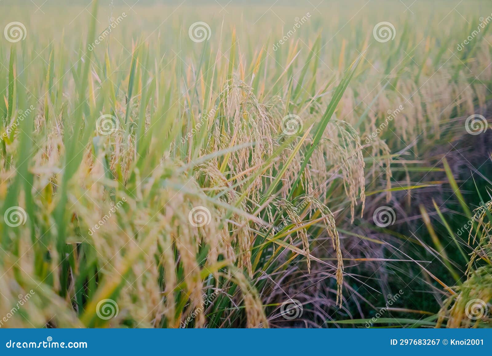 Ripe Rice Field, the Atmosphere of Rice Fields and Sky Landscape on the ...