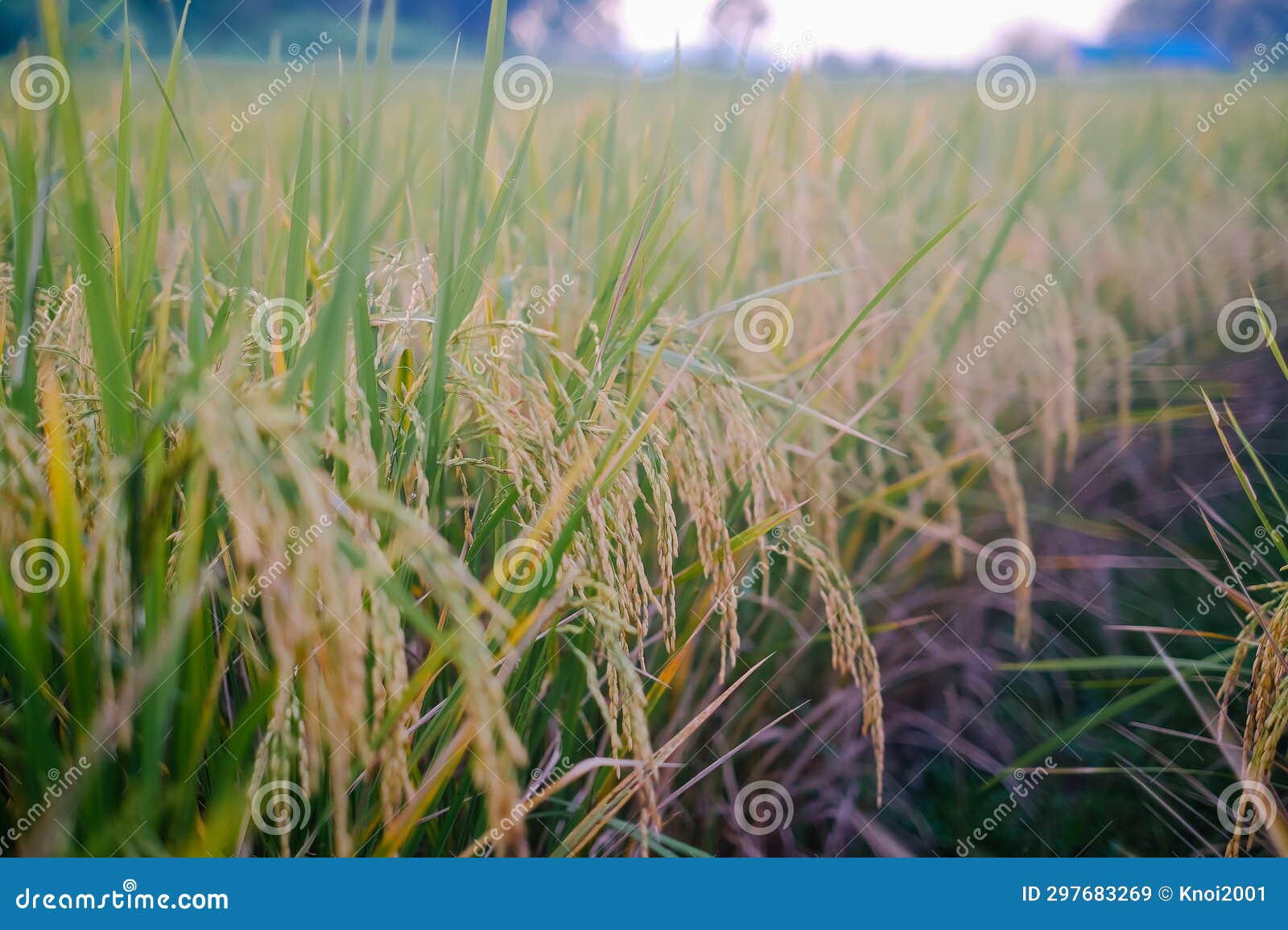 Ripe Rice Field, the Atmosphere of Rice Fields and Sky Landscape on the ...