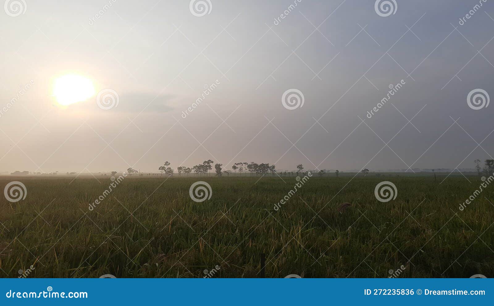 Ripe Rice in the Field on a Cool Sunny Morning Stock Photo - Image of ...