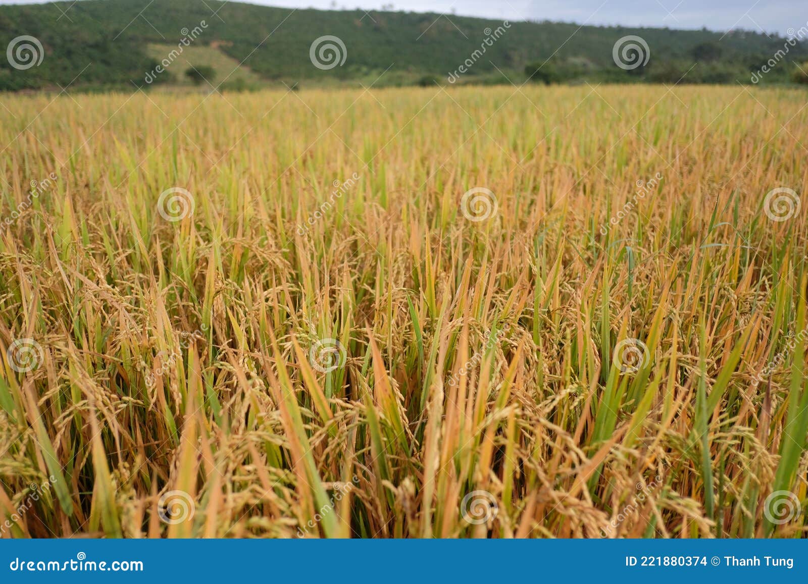 Ripe rice field stock photo. Image of prairie, plant - 221880374