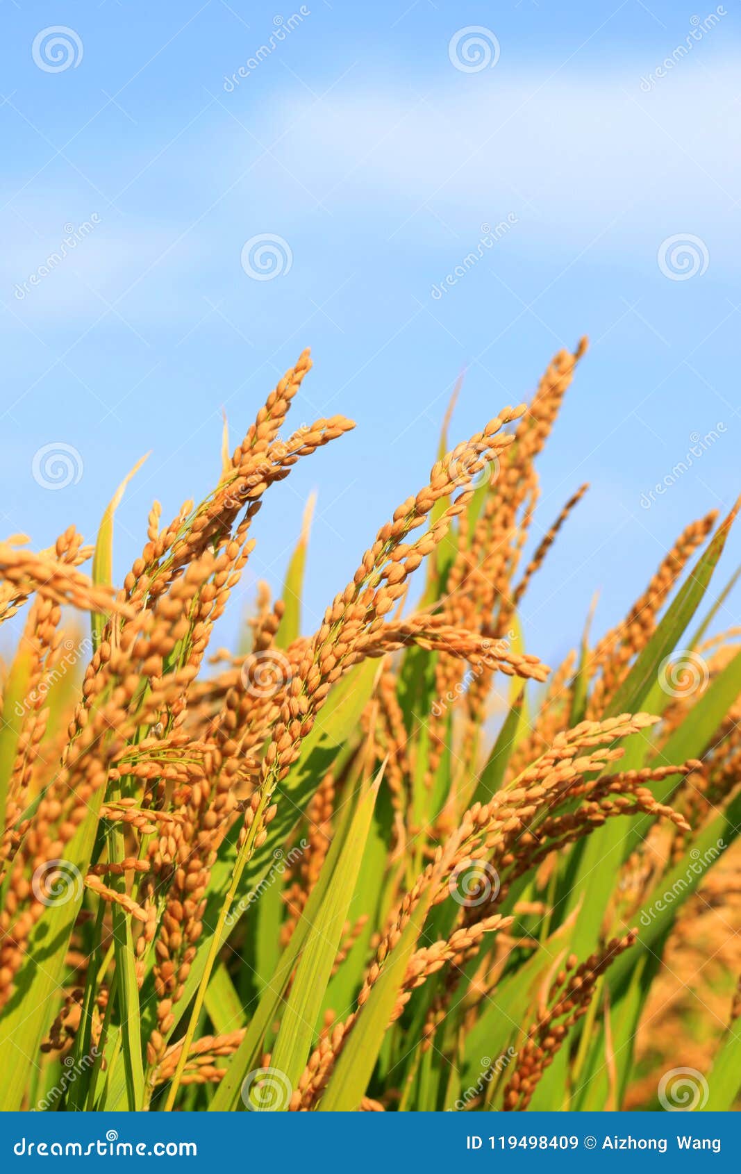 Rice paddies stock image. Image of food, closeup, harvest - 119498409