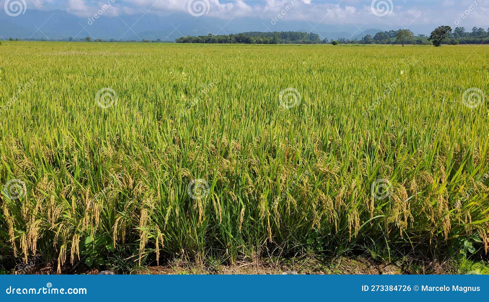 Ripe Rice Field, Ready To Be Harvested Stock Photo - Image of mature ...