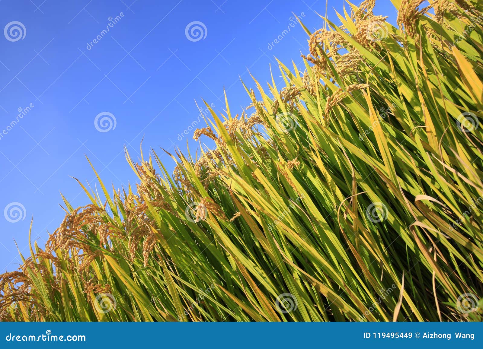 Rice paddies stock image. Image of food, background - 119495449
