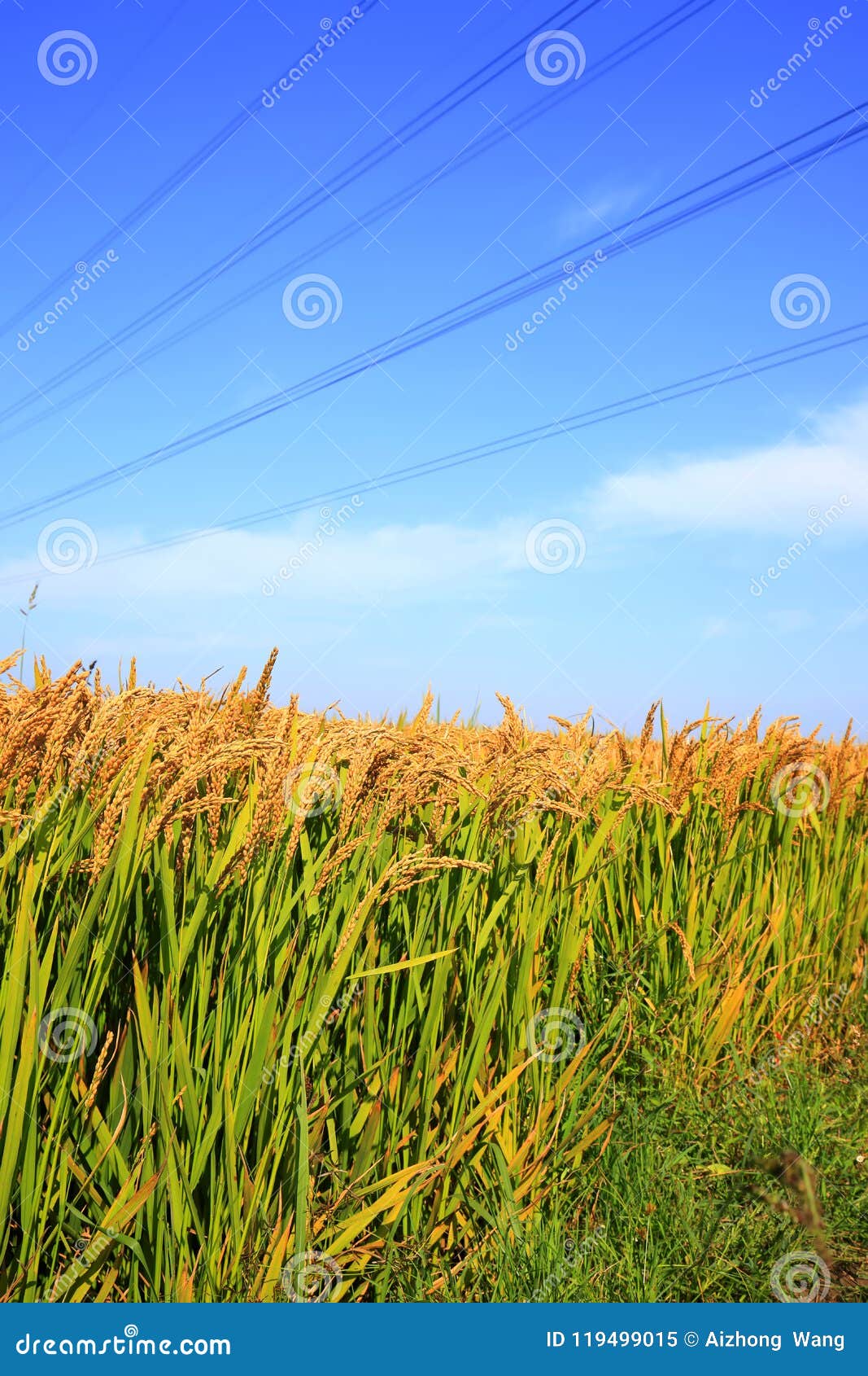 Rice paddies stock image. Image of crop, field, blue - 119499015