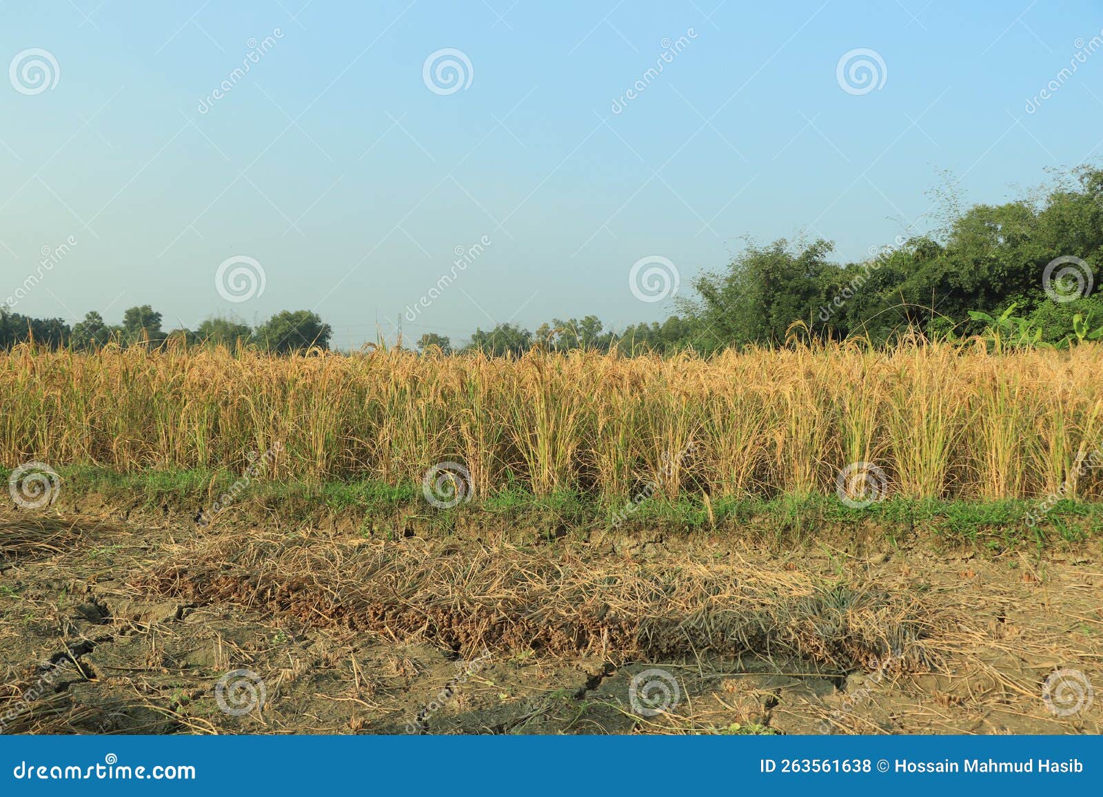 Ripe Rice Field and Sky Landscape on the Farm Stock Photo - Image of ...
