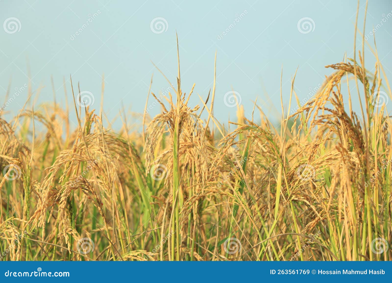 Ripe Rice Field and Sky Landscape on the Farm Stock Image - Image of ...